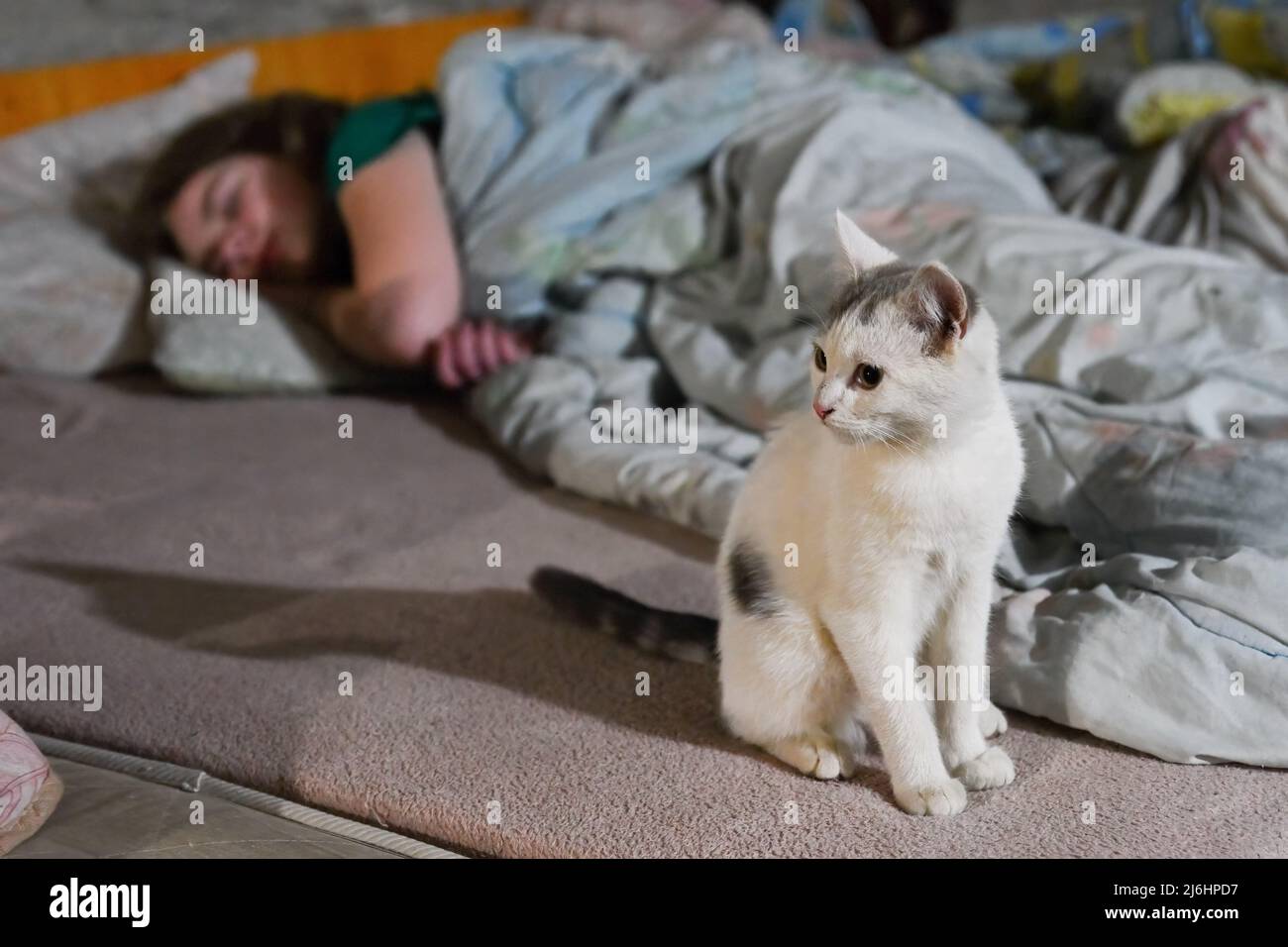 Determine cat hi-res stock photography and images - Alamy