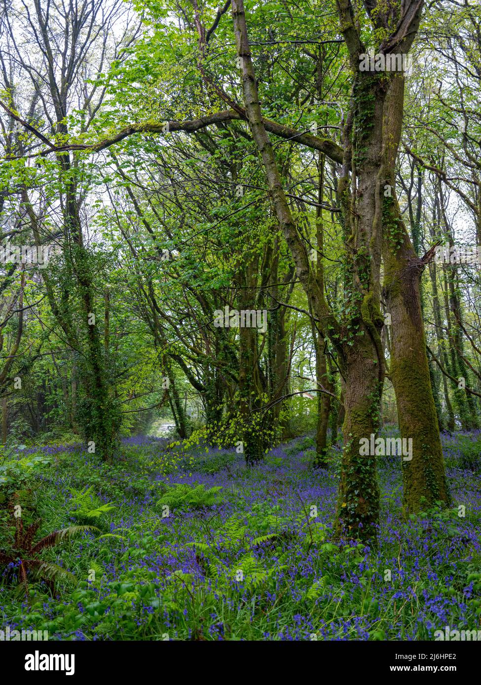 bluebell wood cornwall england uk in the forest Stock Photo - Alamy
