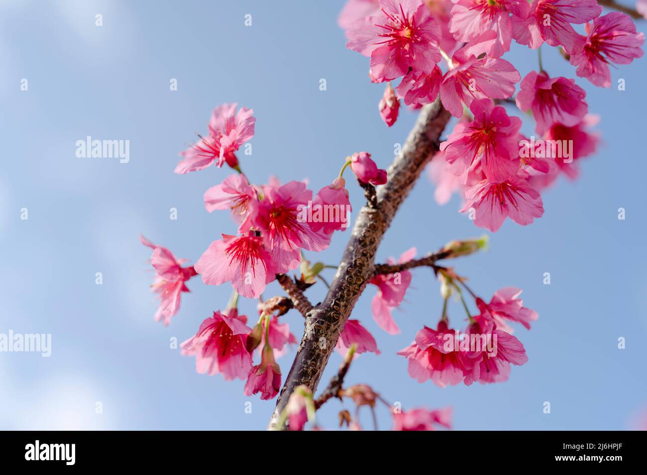 Hikanzakura, also known as the Ryukyu kanhizakura Cherry blossom in ...