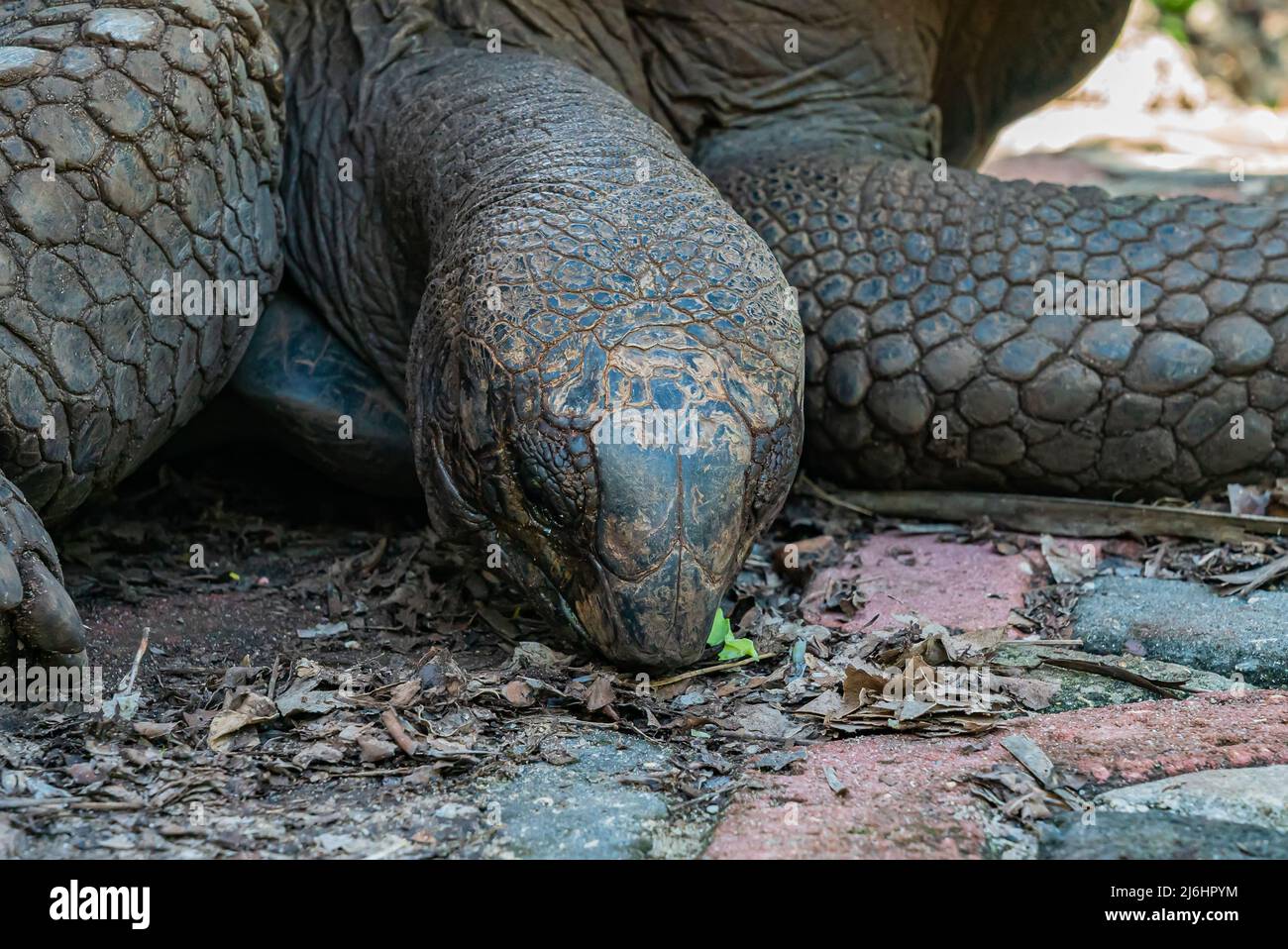 Close up of Aldabra giant tortoise eating cabbage, Turtle in Zanzibar ...
