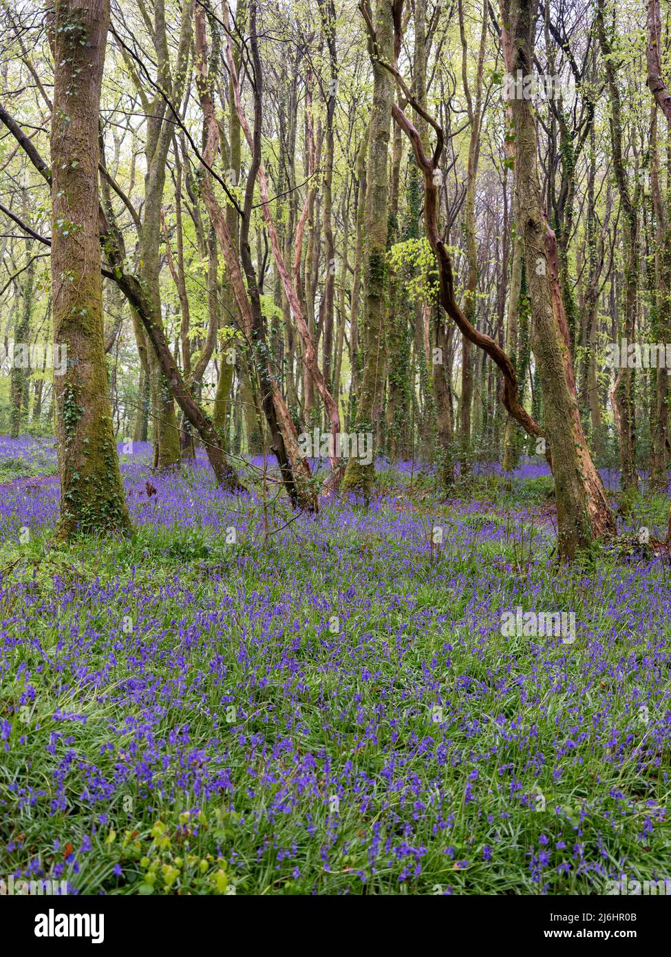 bluebell wood cornwall england uk in the forest Stock Photo - Alamy