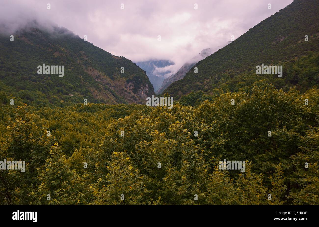 Panoramic views of deciduous forest and mountains of Greece Stock Photo ...