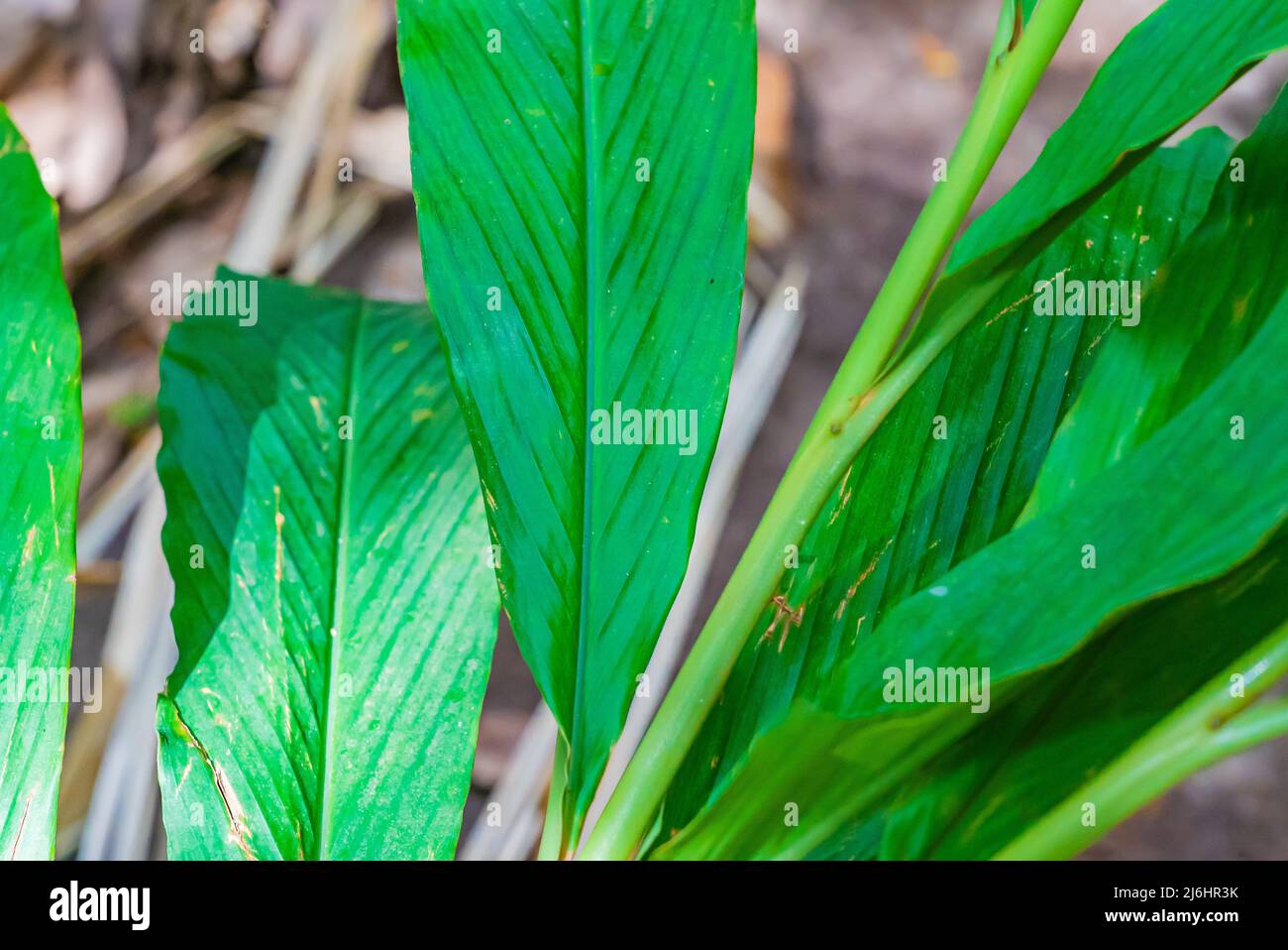 Red ginger, Alpinia purpurata leaves close up Stock Photo - Alamy