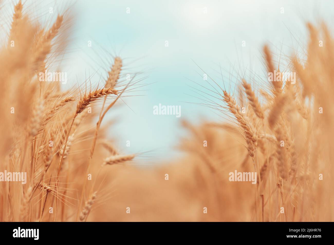 Ripe harvest ready wheat crops field in summer, cereal plant ...