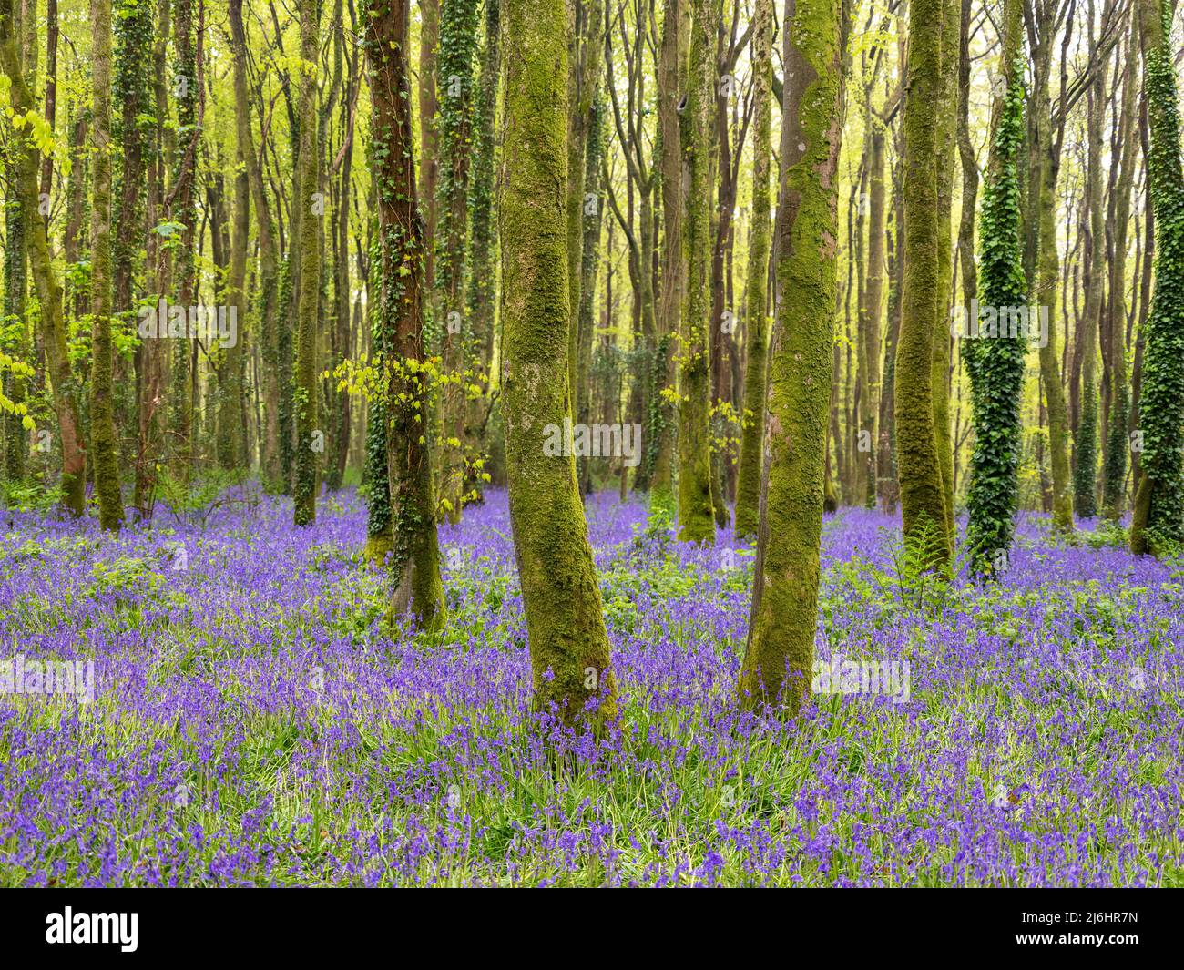 bluebell wood cornwall england uk in the forest Stock Photo - Alamy
