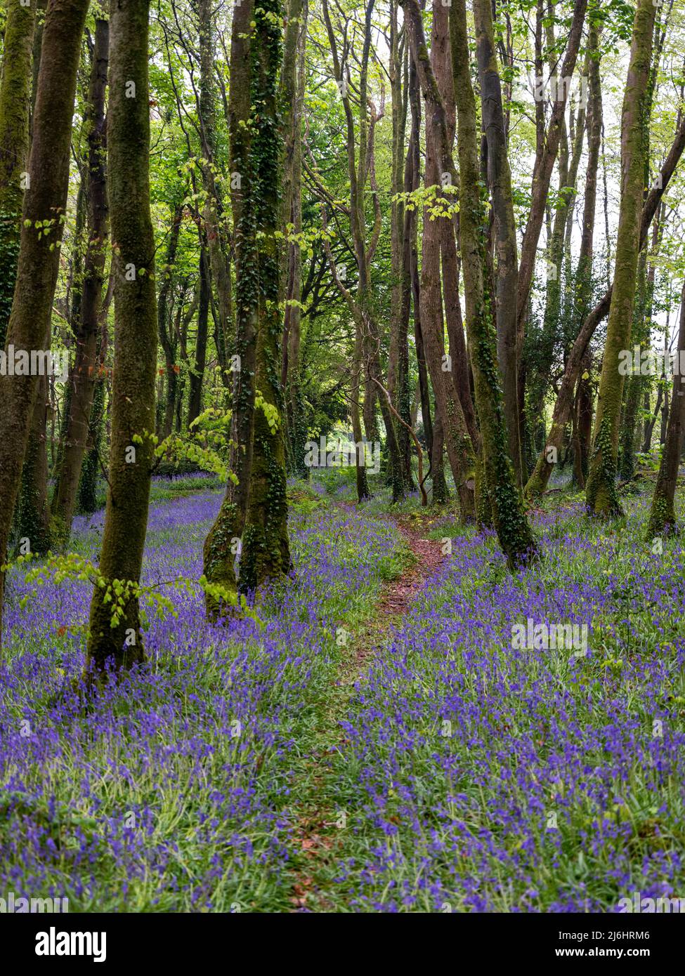 bluebell wood cornwall england uk in the forest Stock Photo - Alamy