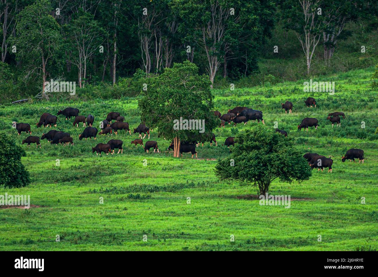 Bison bulls hi-res stock photography and images - Alamy