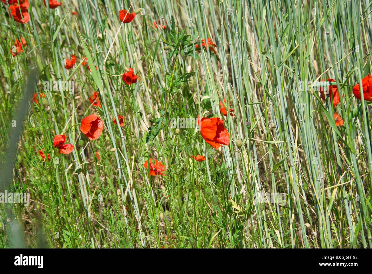 The corn poppy shines in the red color splendor. When a green meadow is ...
