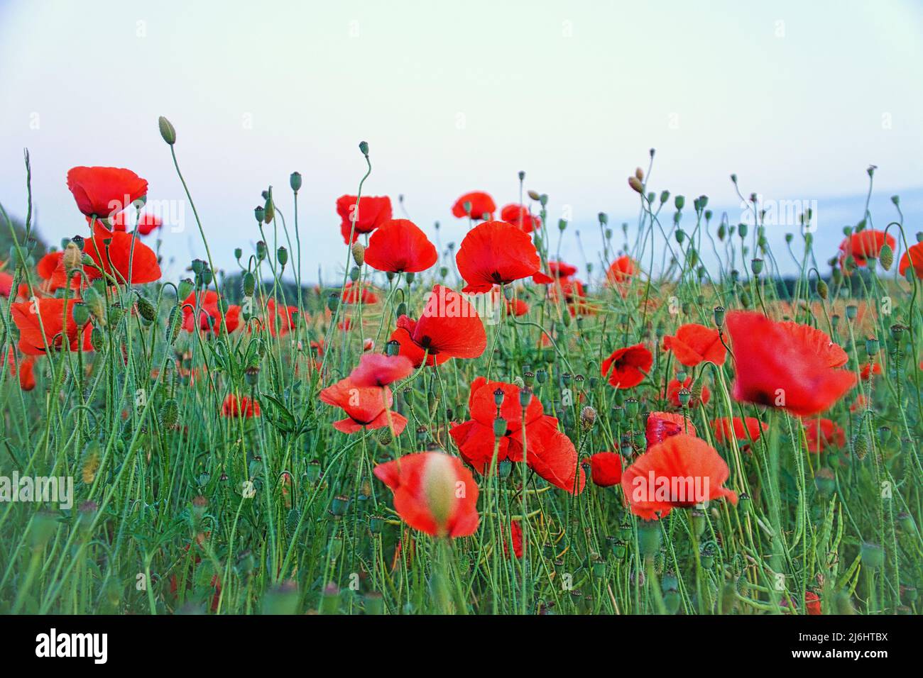 The corn poppy shines in the red color splendor. When a green meadow is ...