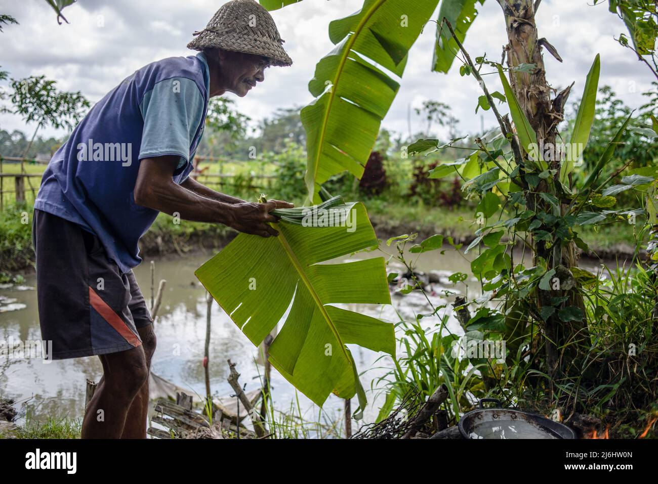 Rural daily life at the village near Ubud, Ubud District, Bali ...