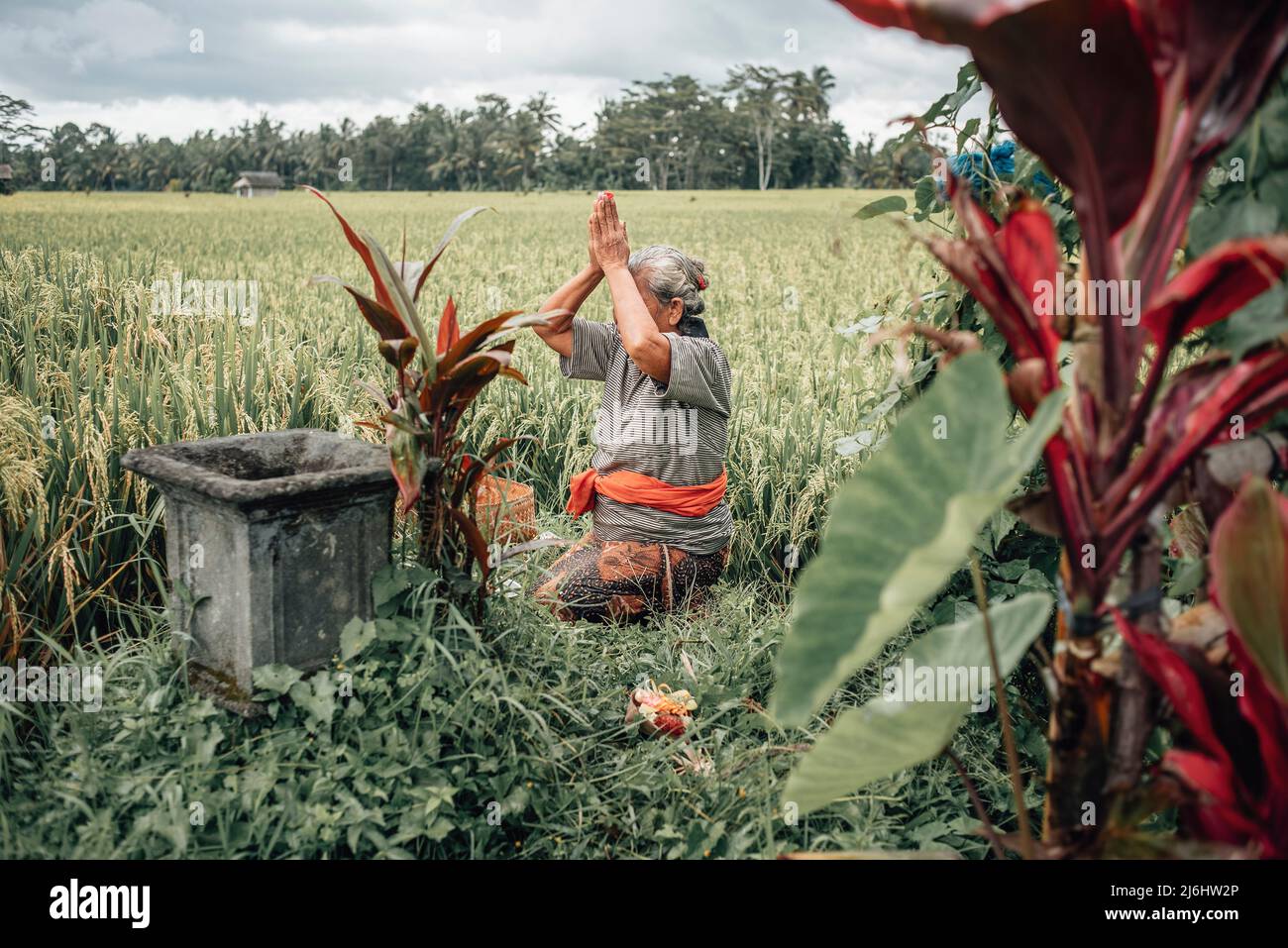 Rural daily life at the village near Ubud, Ubud District, Bali ...