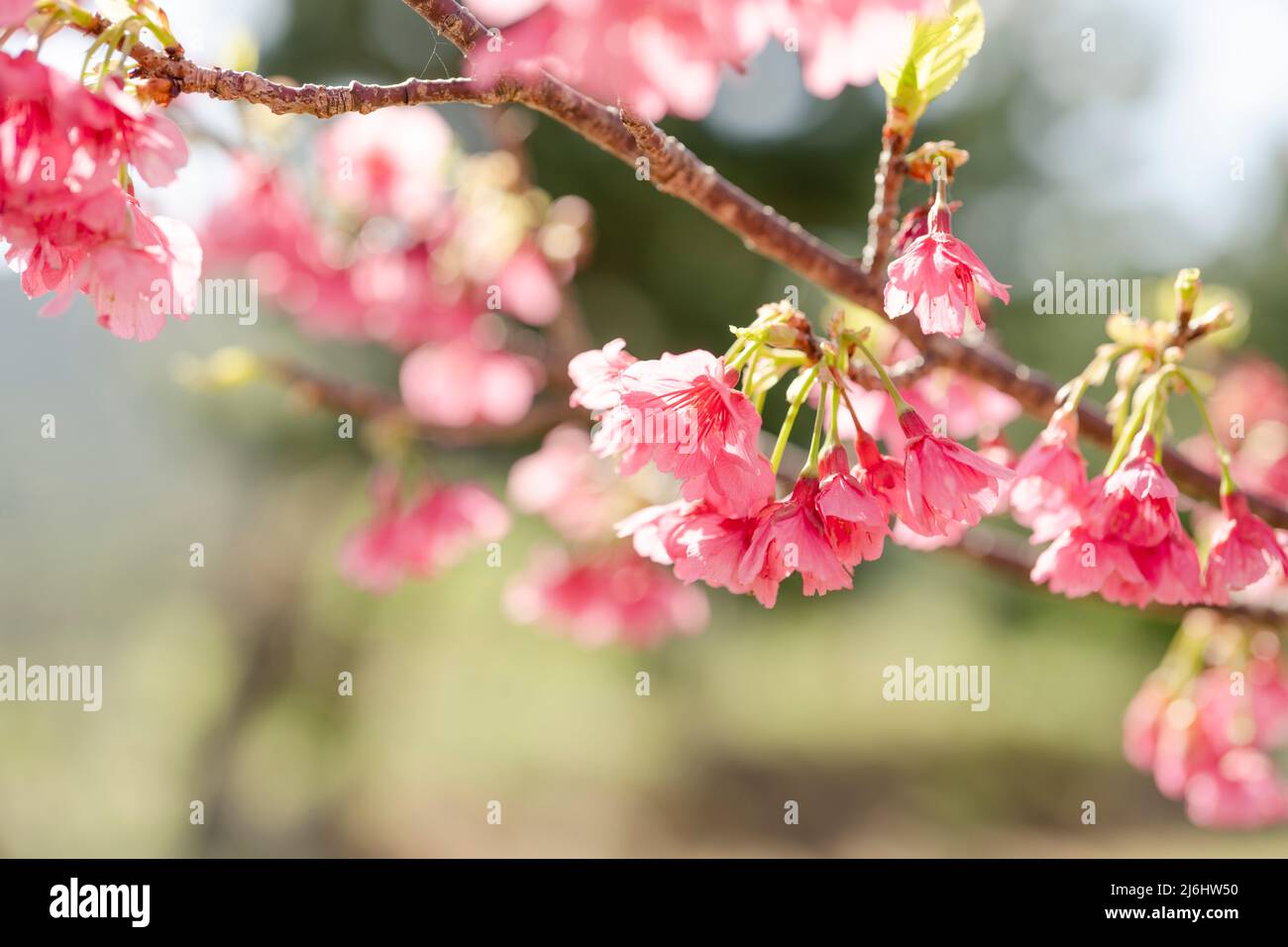 Hikanzakura, also known as the Ryukyu kanhizakura Cherry blossom in ...