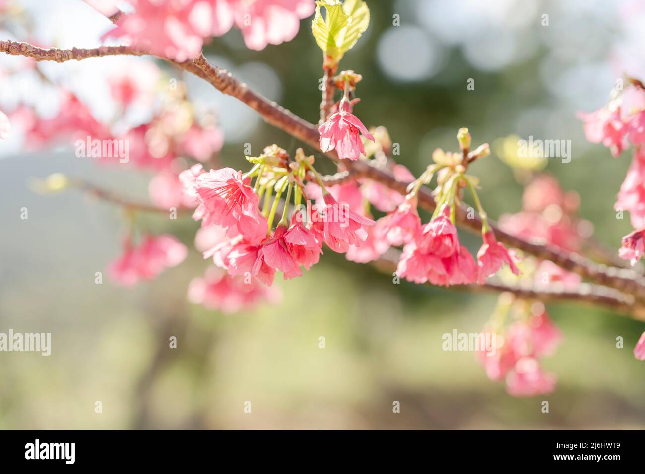 Hikanzakura, also known as the Ryukyu kanhizakura Cherry blossom in ...