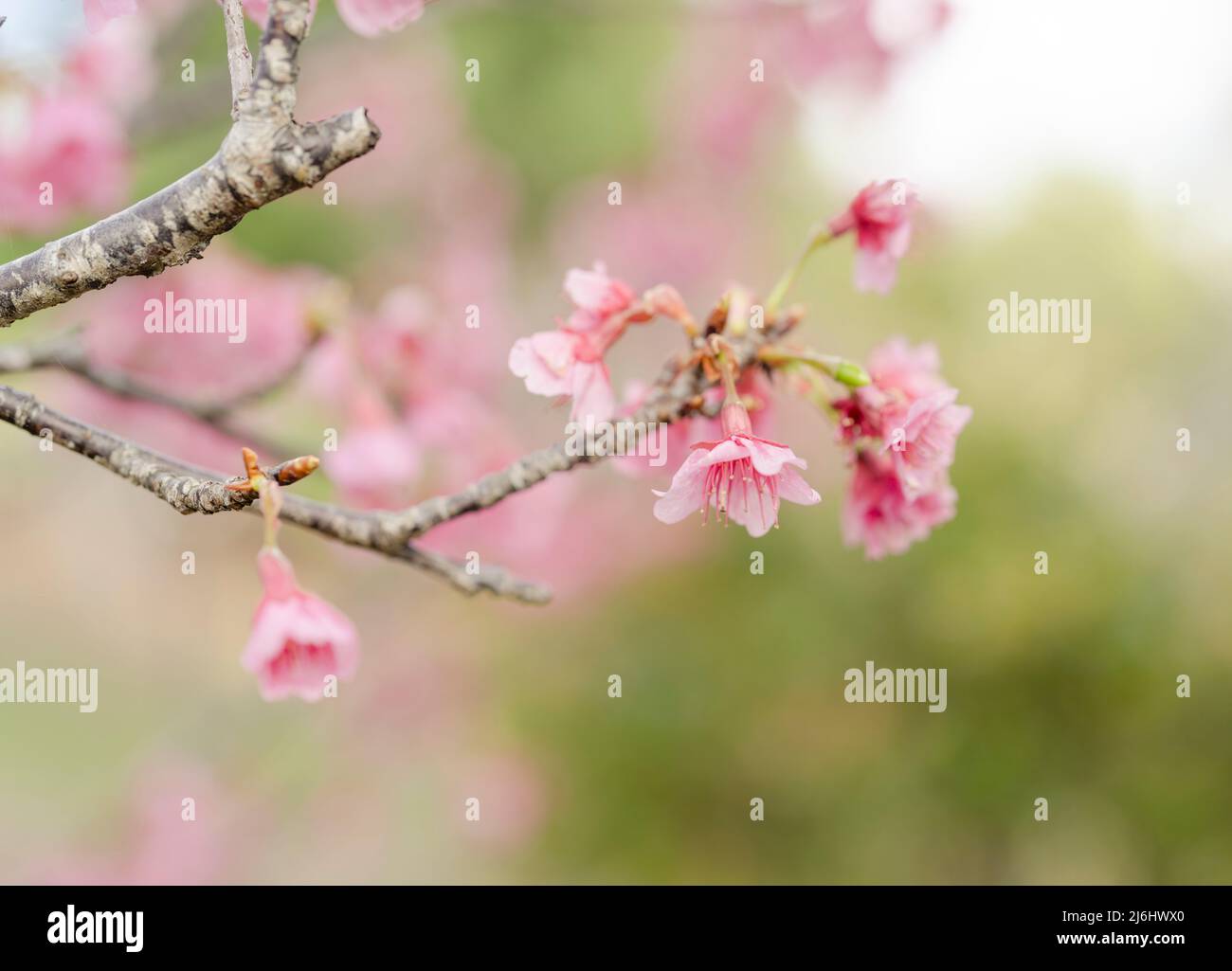 Hikanzakura, also known as the Ryukyu kanhizakura Cherry blossom in ...