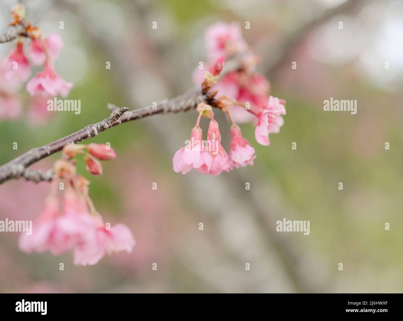 Hikanzakura, also known as the Ryukyu kanhizakura Cherry blossom in ...