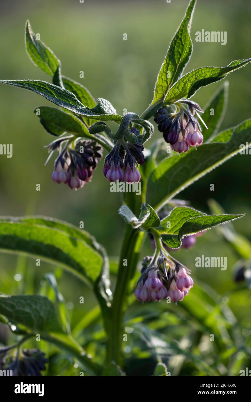 Leaf of common comfrey hi-res stock photography and images - Alamy