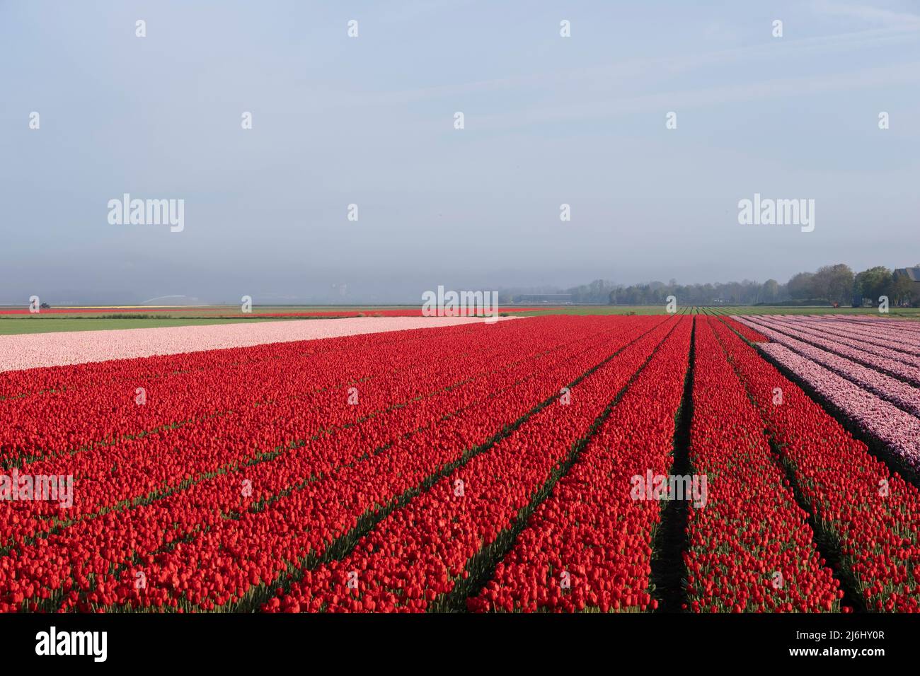 Rows with different colors of tulips in a tulip field in spring in the ...