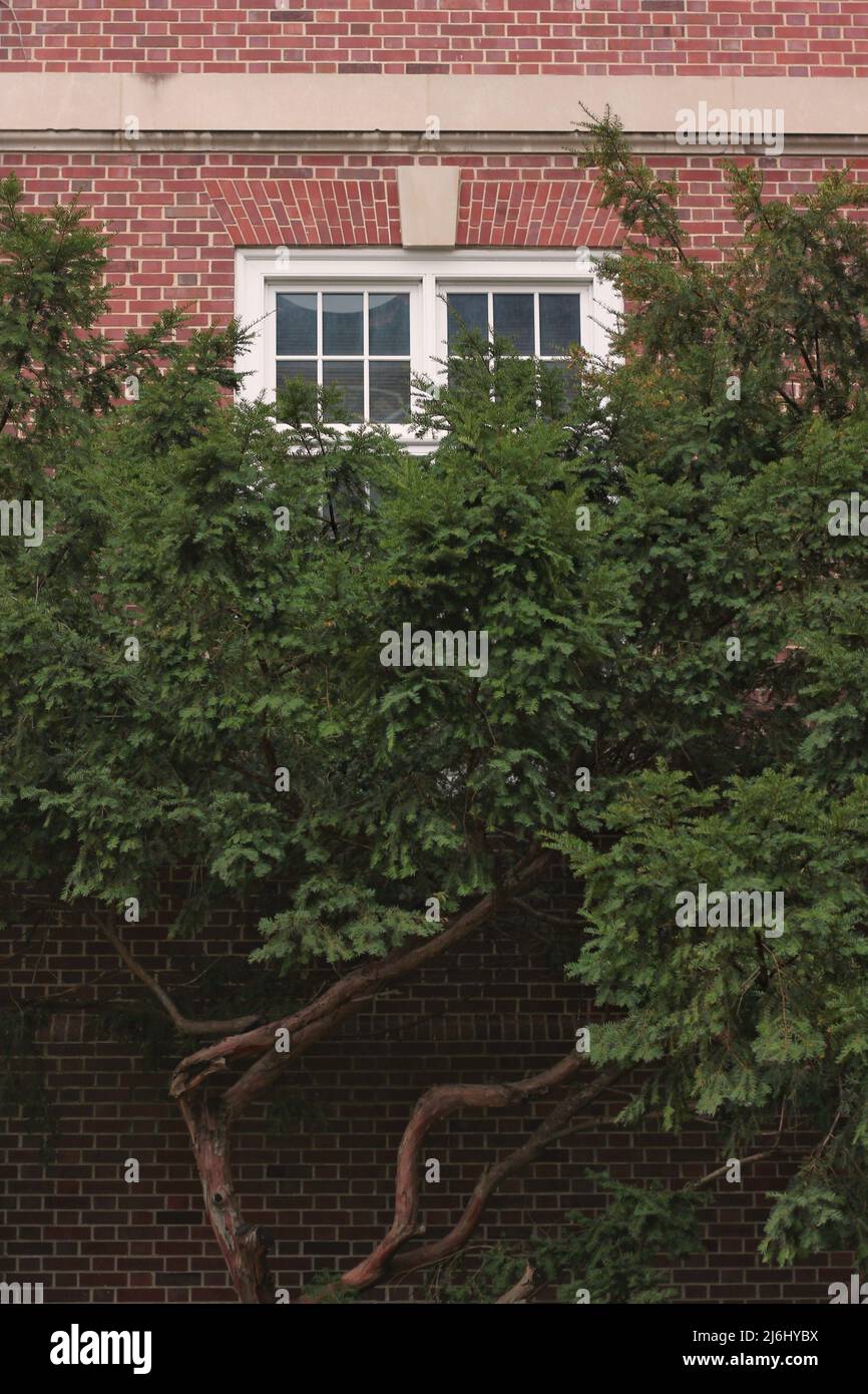 A huge leafy bush growing in front of a traditional colonial window ...