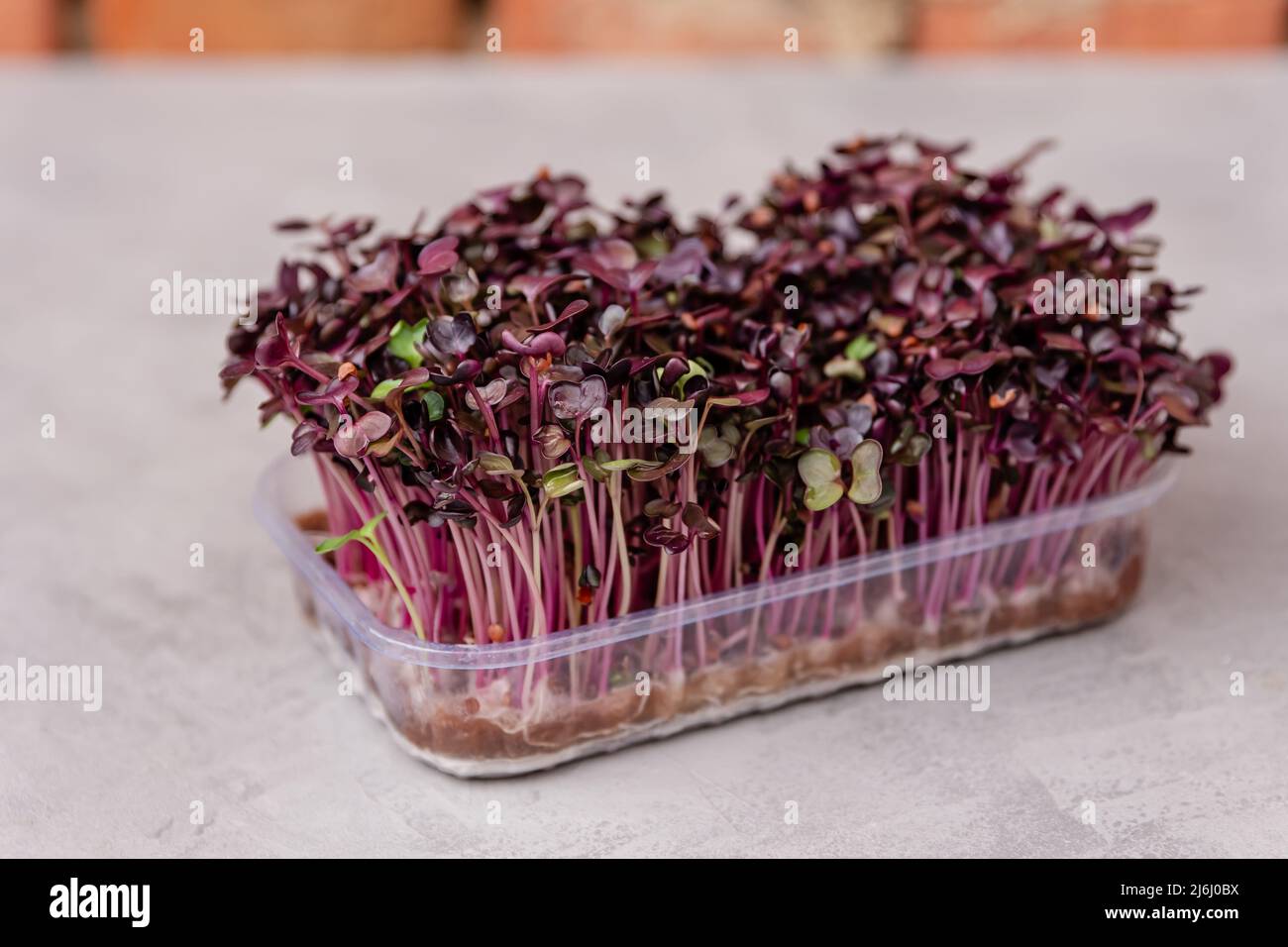 Sprouting Microgreens. Seed germination at home. Healthy eating Stock ...