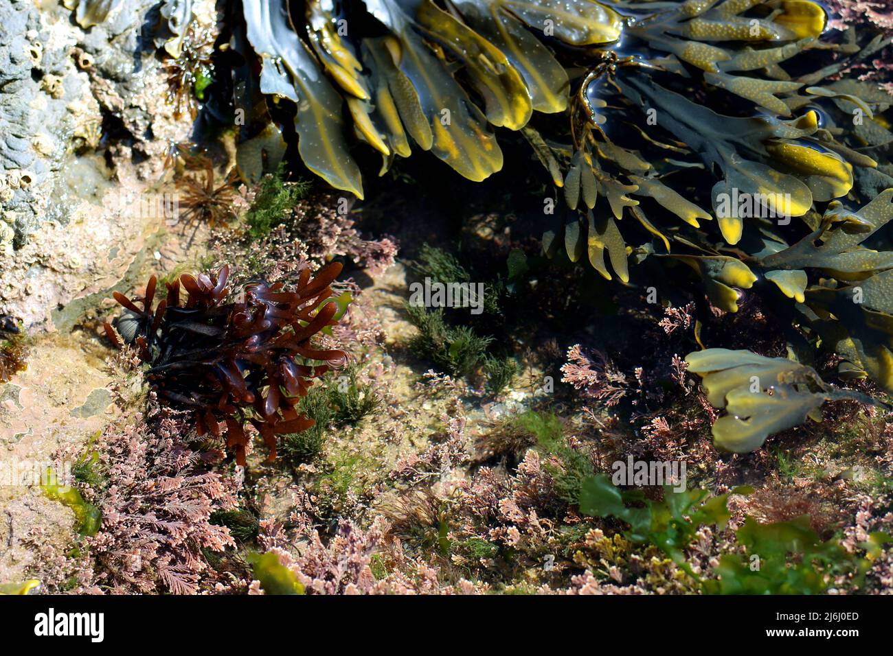 Underwater plant life in the rock pools of t Robin Hood's Bay, UK Stock ...