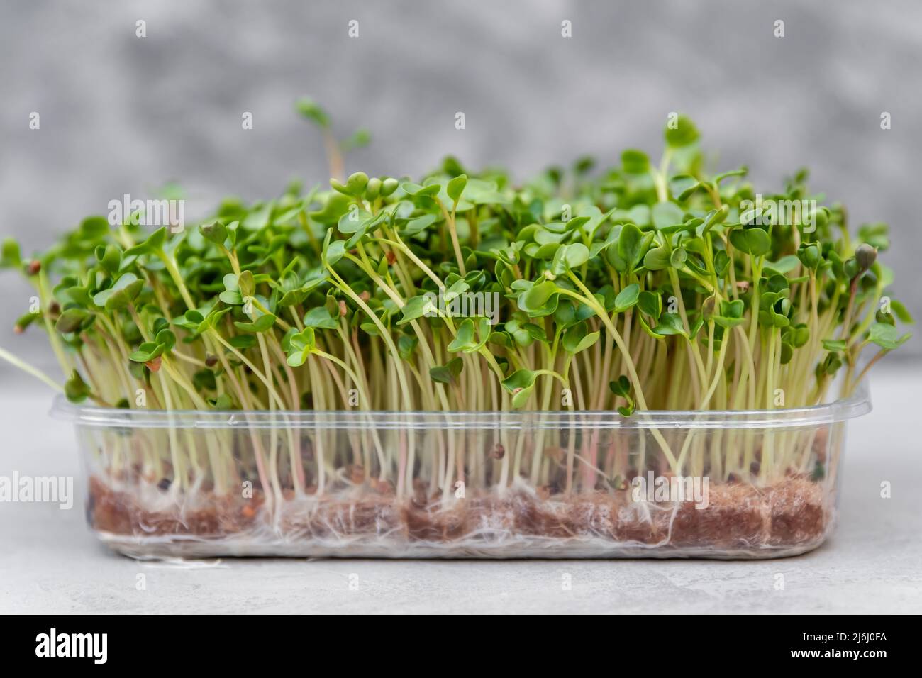 Juicy fresh microgreens growing hi-res stock photography and images - Alamy