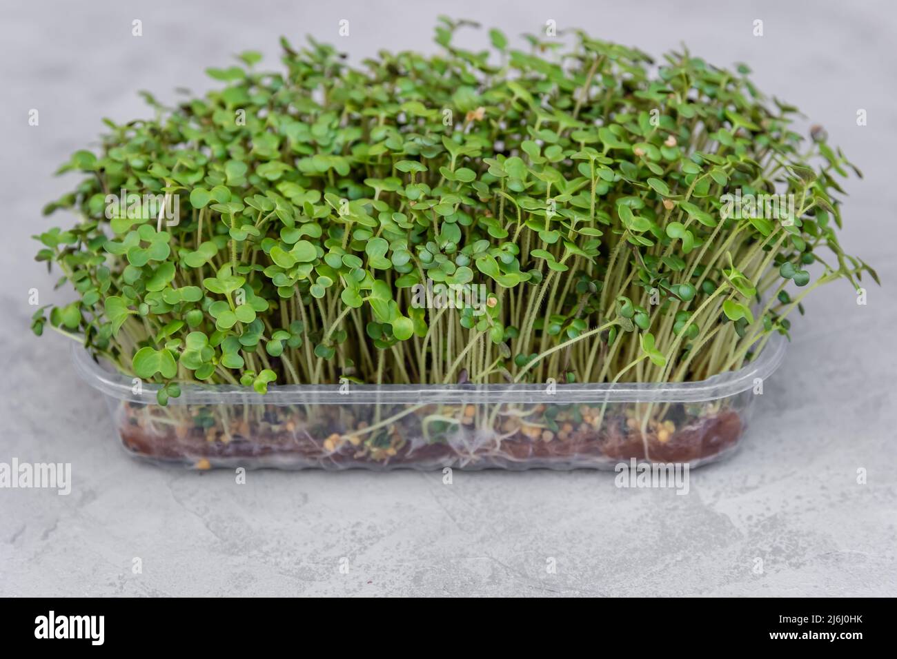Organic micro greens. Growing green shoots of leaf cabbage Stock Photo ...
