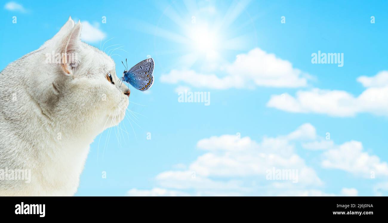Beautiful Sky Cat