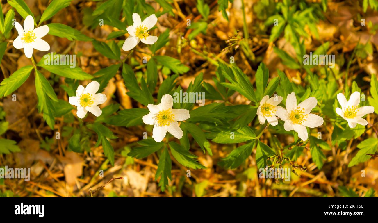 Spring forest and beautiful , white anemones. Anemone nemorosa Stock ...