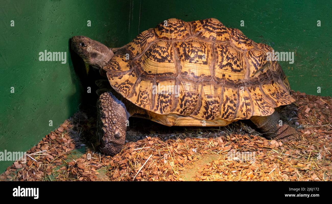 Big turtle hi-res stock photography and images - Alamy