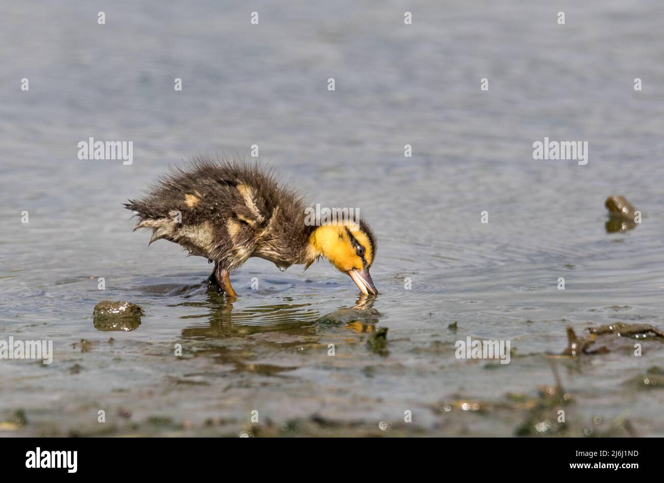 Day old ducklings hi-res stock photography and images - Alamy