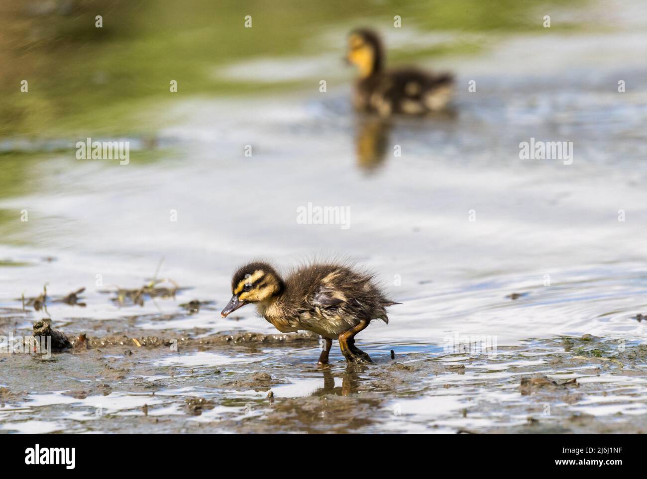 Day old ducklings hi-res stock photography and images - Alamy