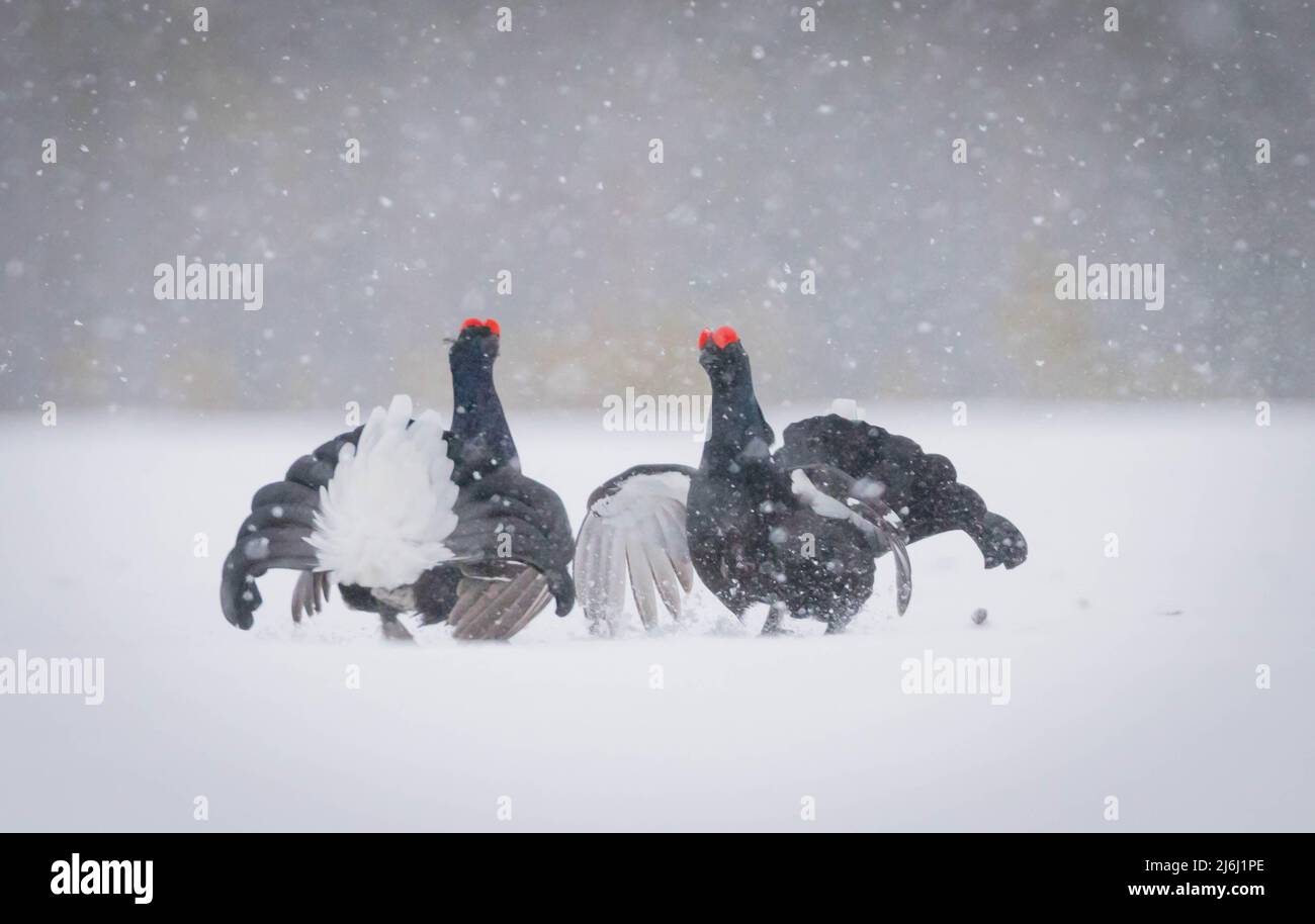 Black Grouse in snow blizzard Stock Photo - Alamy