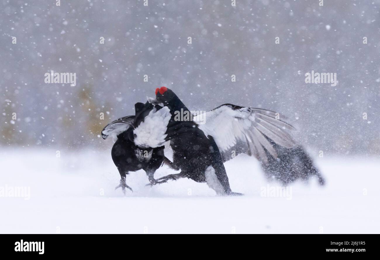 Black Grouse in snow blizzard Stock Photo - Alamy