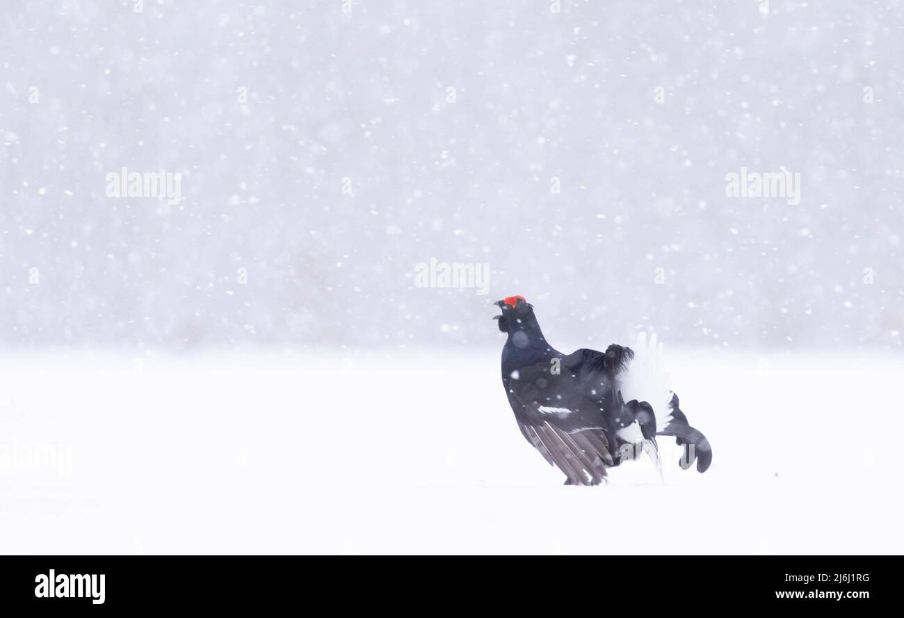 Black Grouse in snow blizzard Stock Photo - Alamy