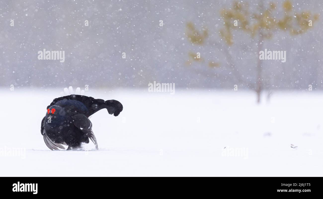 Black Grouse in snow blizzard Stock Photo - Alamy