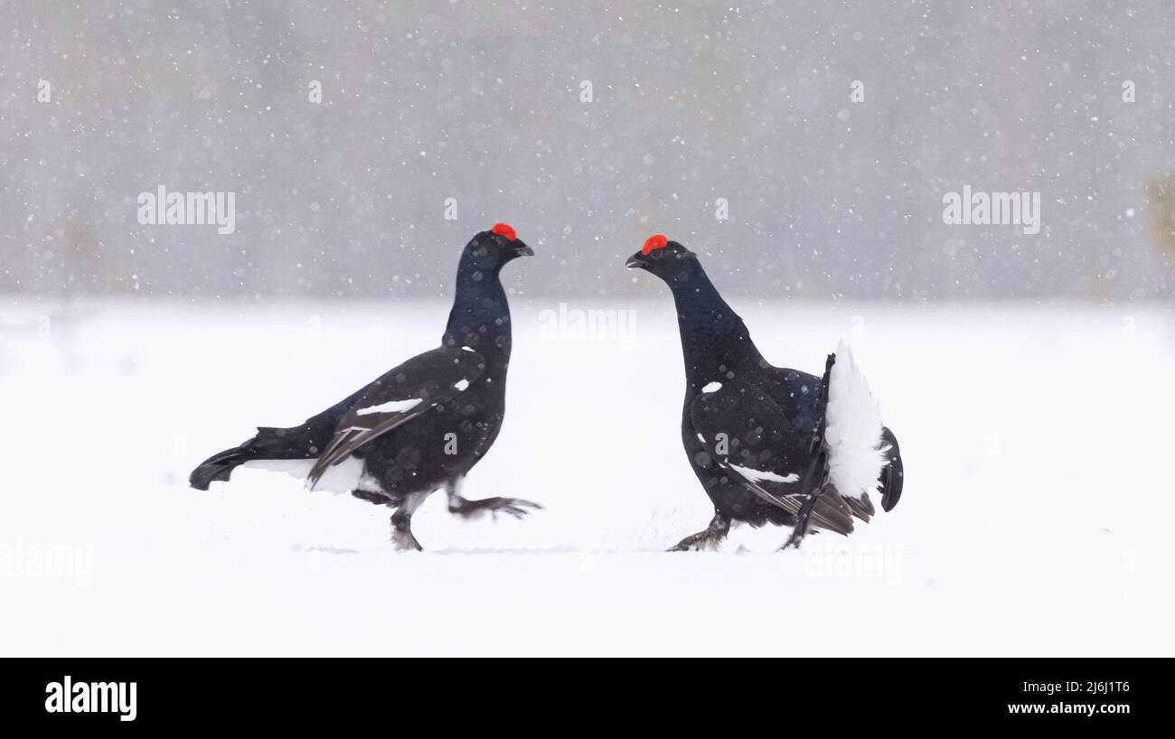 Black Grouse in snow blizzard Stock Photo - Alamy