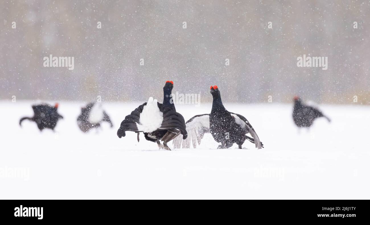 Black Grouse in snow blizzard Stock Photo - Alamy