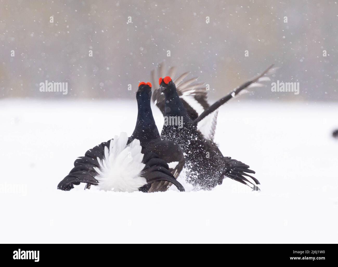 Black Grouse in snow blizzard Stock Photo - Alamy