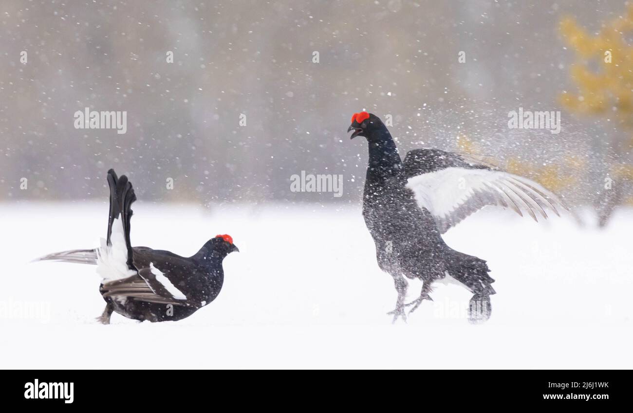 Black Grouse in snow blizzard Stock Photo - Alamy