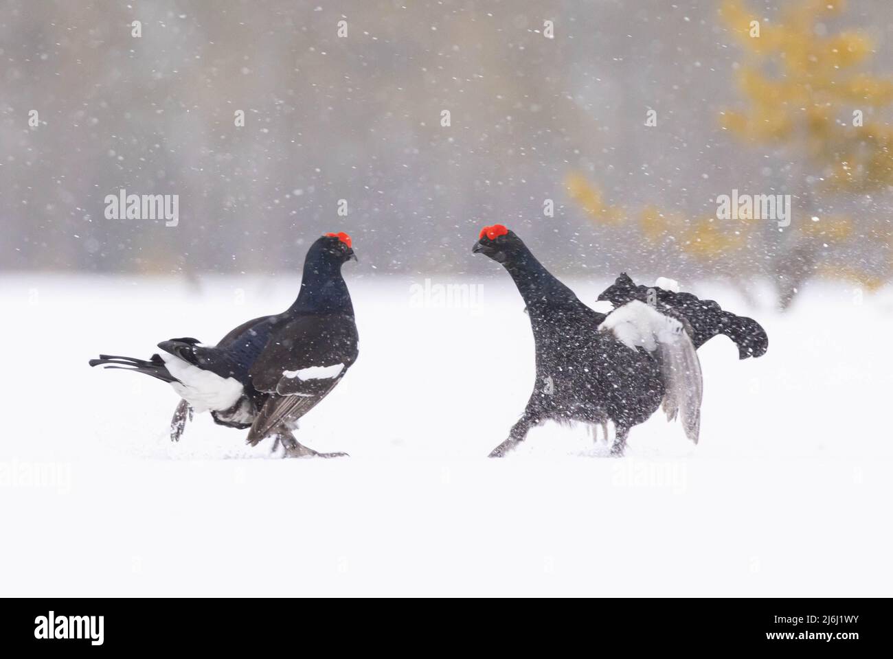 Black grouse snow hi-res stock photography and images - Alamy
