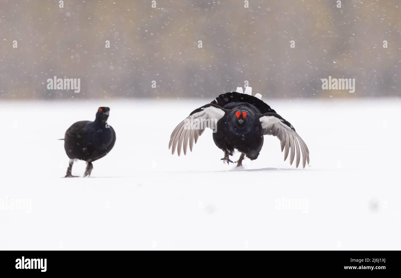 Black Grouse in snow blizzard Stock Photo - Alamy