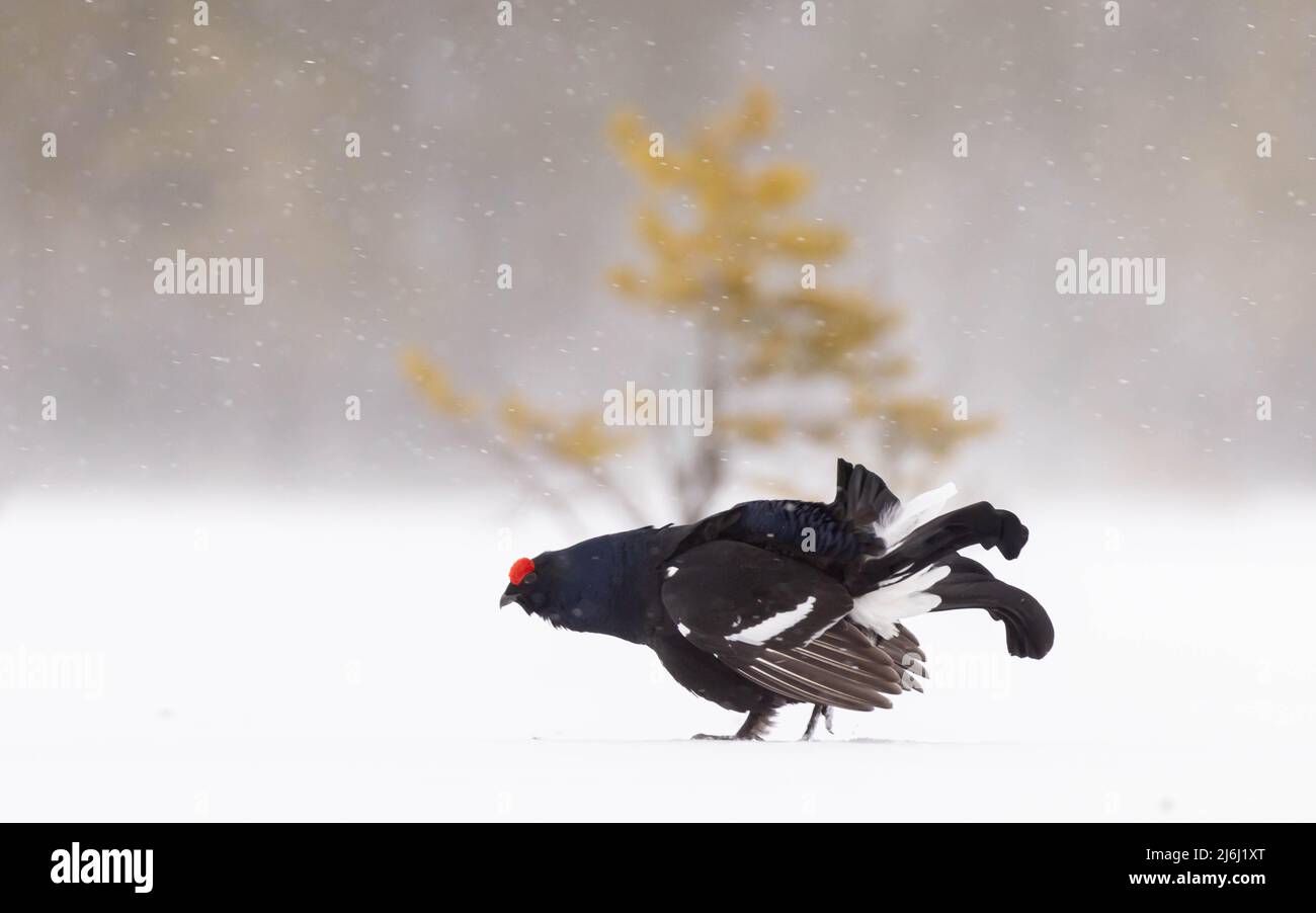 Black Grouse in snow blizzard Stock Photo - Alamy