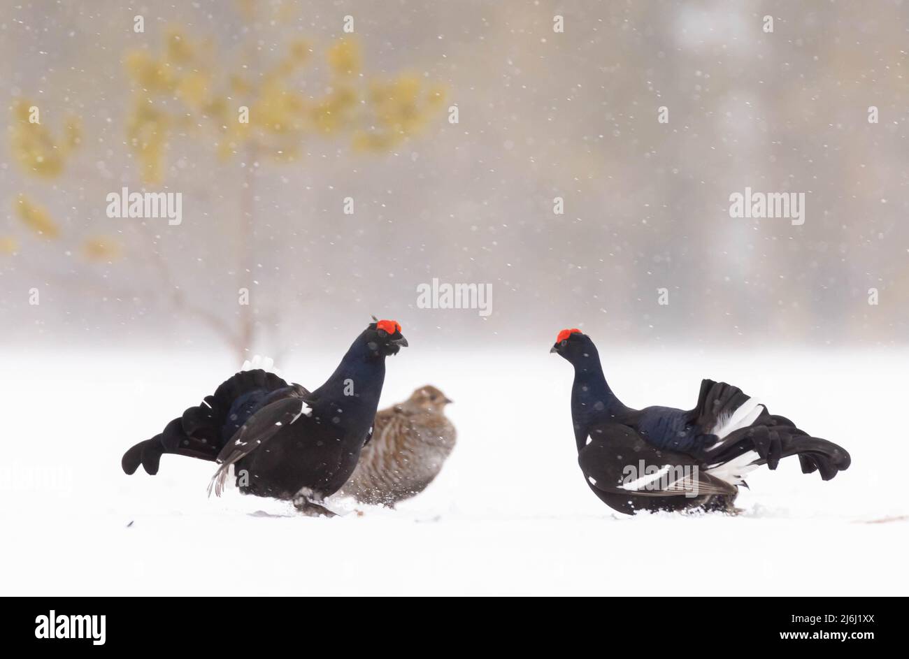 Black Grouse in snow blizzard Stock Photo - Alamy