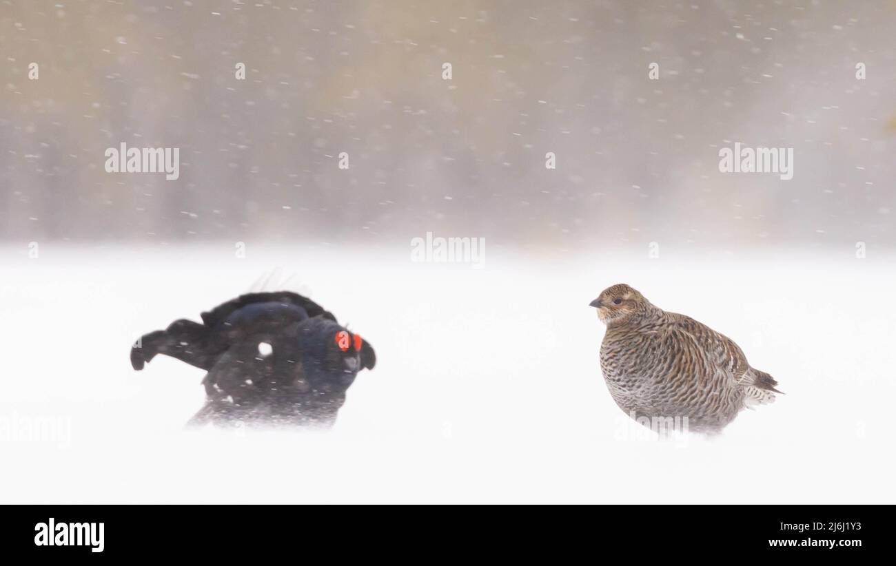 Black Grouse in snow blizzard Stock Photo - Alamy