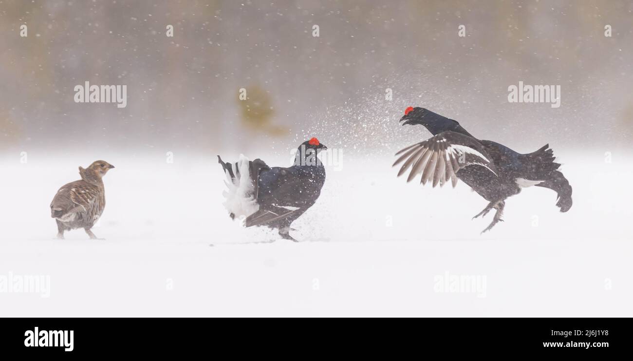 Black Grouse in snow blizzard Stock Photo - Alamy