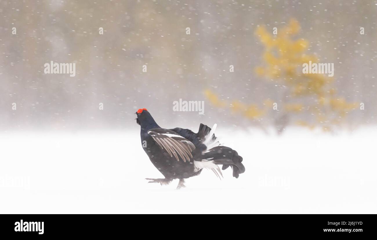 Black Grouse in snow blizzard Stock Photo - Alamy