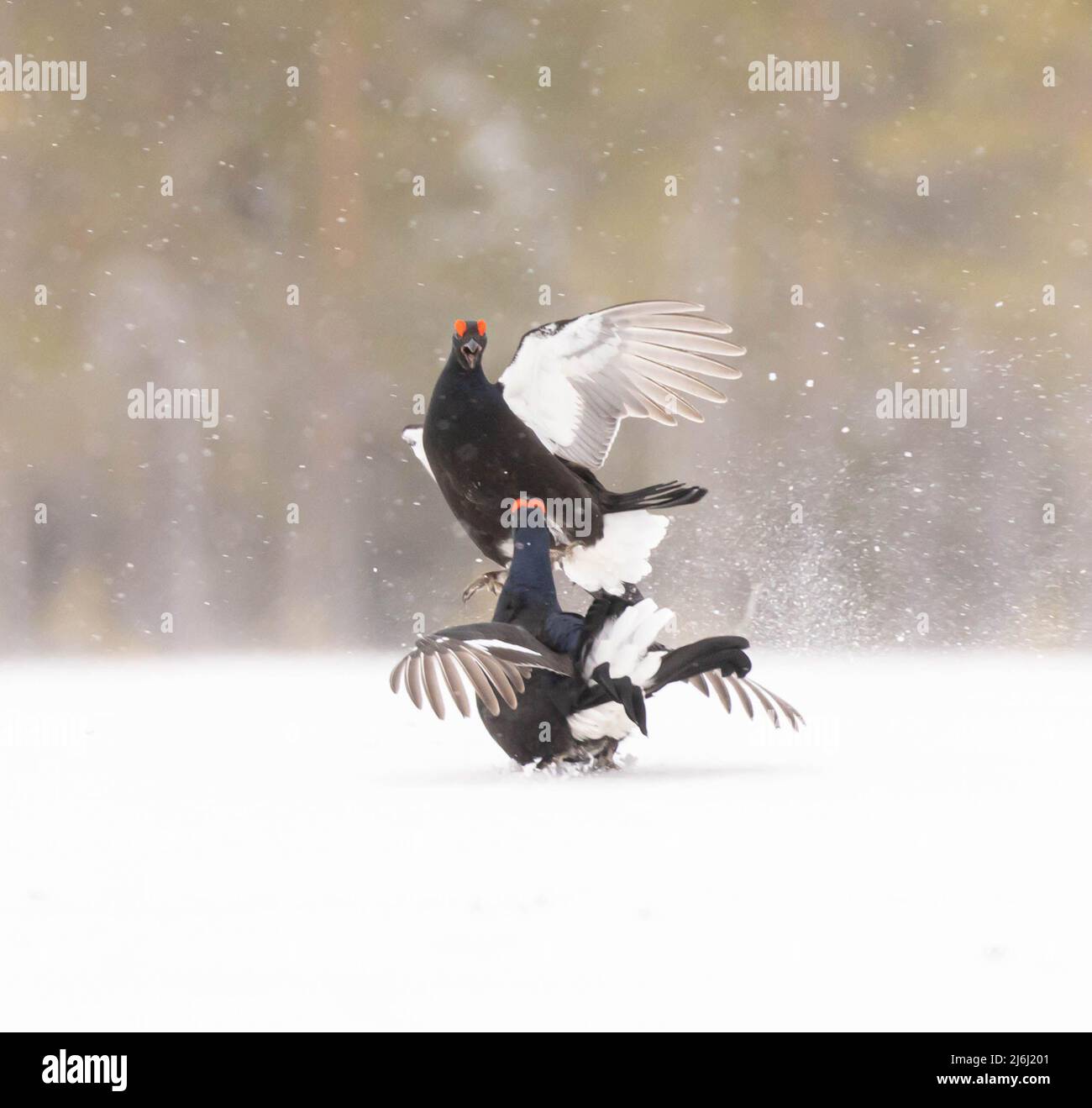 Black Grouse in snow blizzard Stock Photo - Alamy
