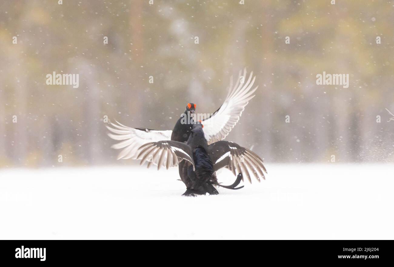 Black Grouse in snow blizzard Stock Photo - Alamy