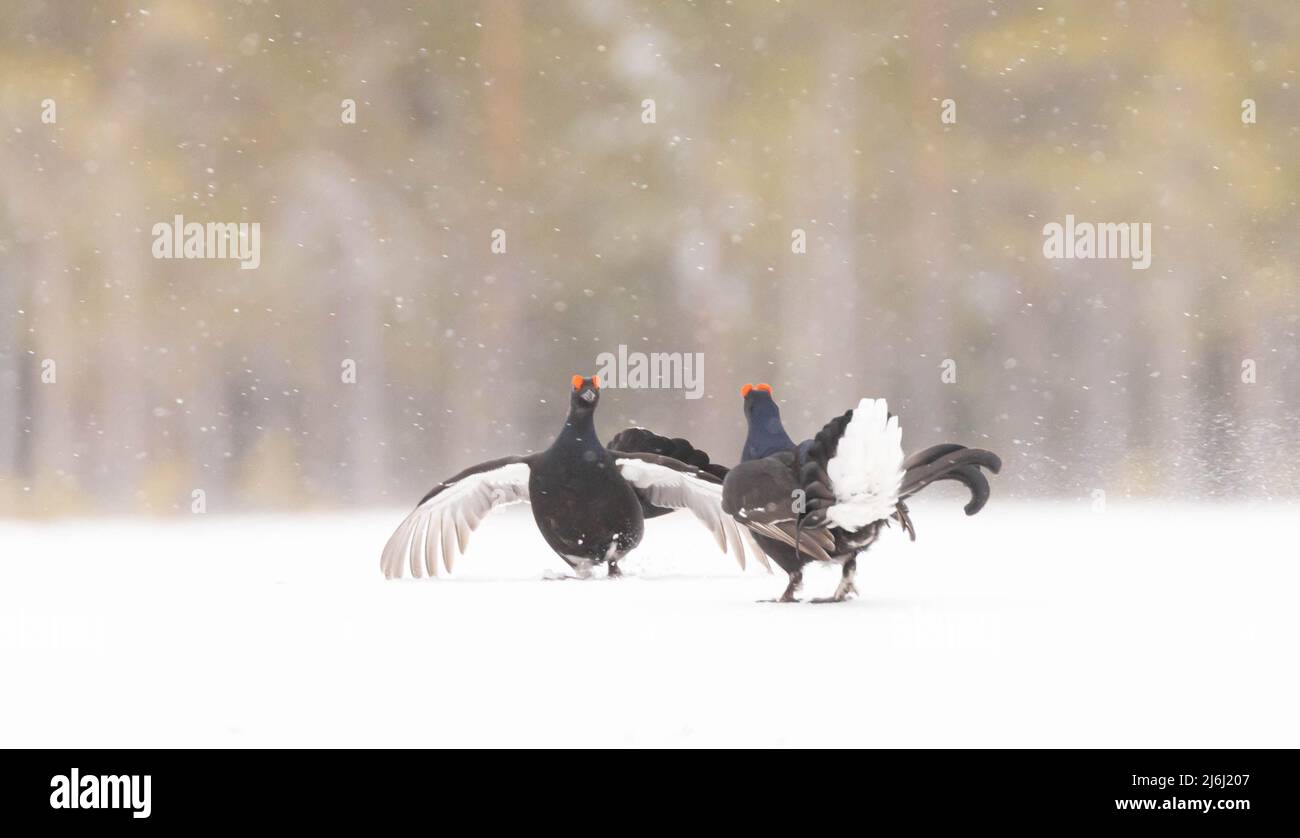 Black Grouse in snow blizzard Stock Photo - Alamy