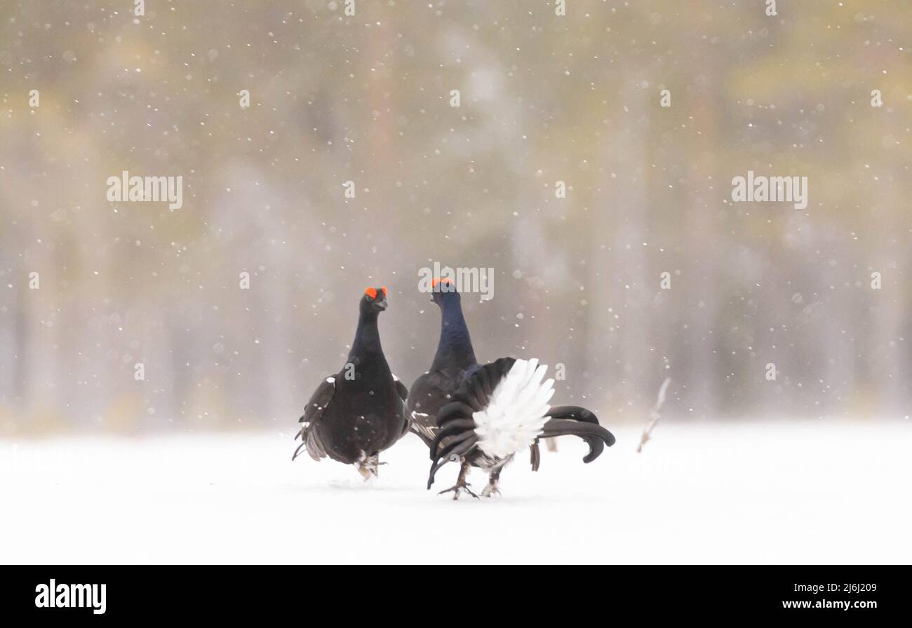 Black Grouse in snow blizzard Stock Photo - Alamy